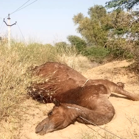 Wildlife lover angry due to the death of state animal in Bhairava ...