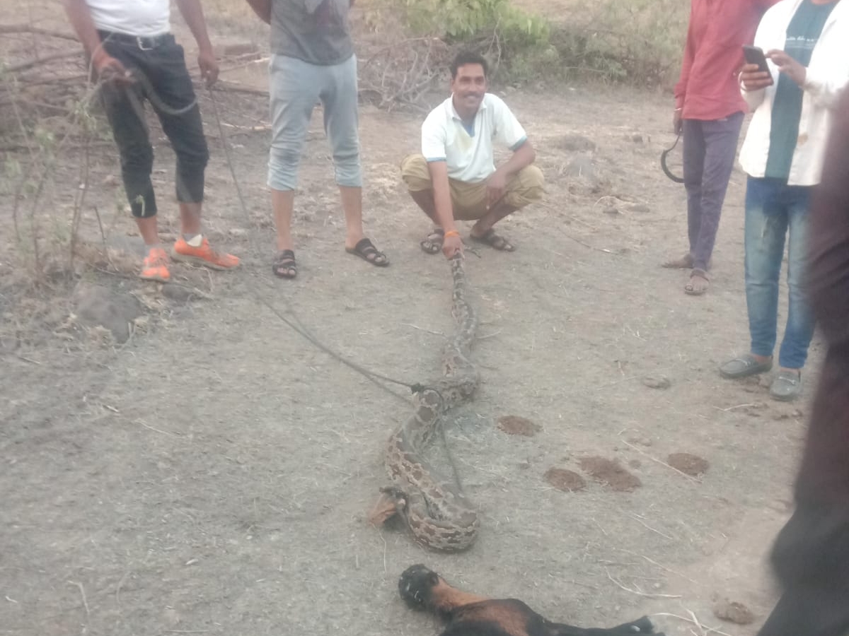 Python hunted goat in Mhow, people caught the python with a rope ...