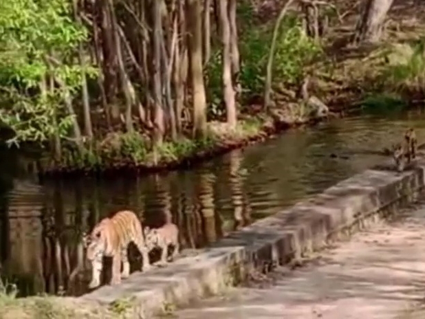 Tigress P 151's family seen near Judy Nala, field director said - very ...