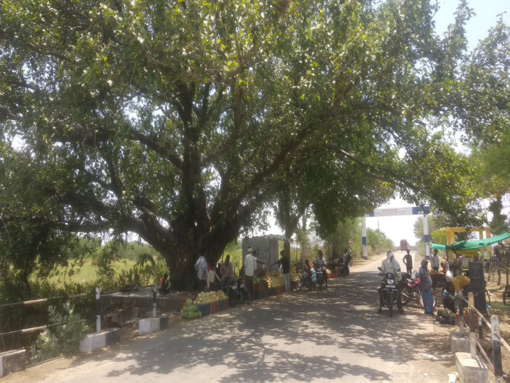 Branches of 150 years old banyan tree spread up to 40 feet, providing ...