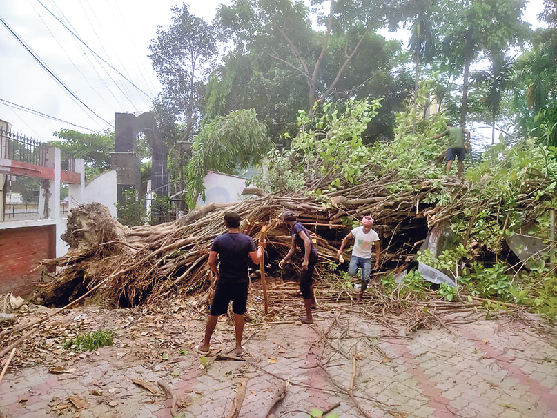 A huge banyan tree fell on the main gate of the collectorate in the ...