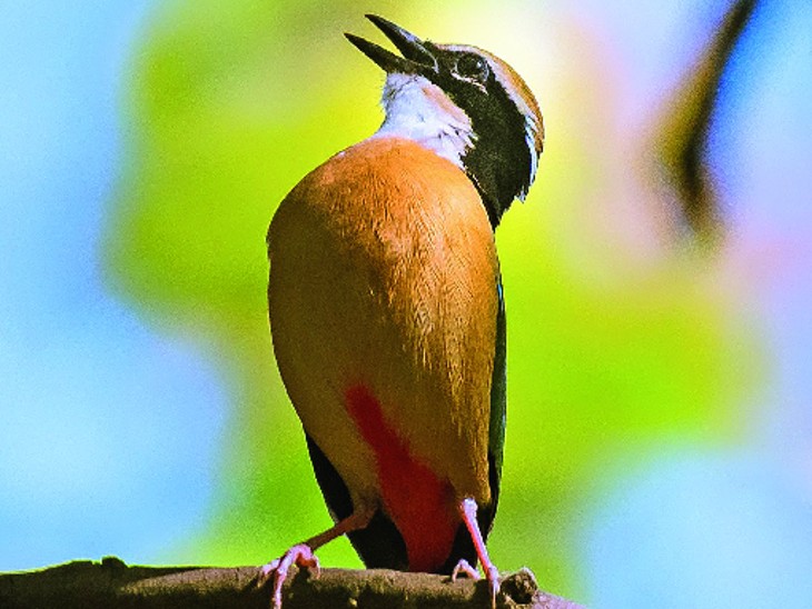 Navranga and Dudhraj filled colors in the forests of Surguja | दक्षिण ...