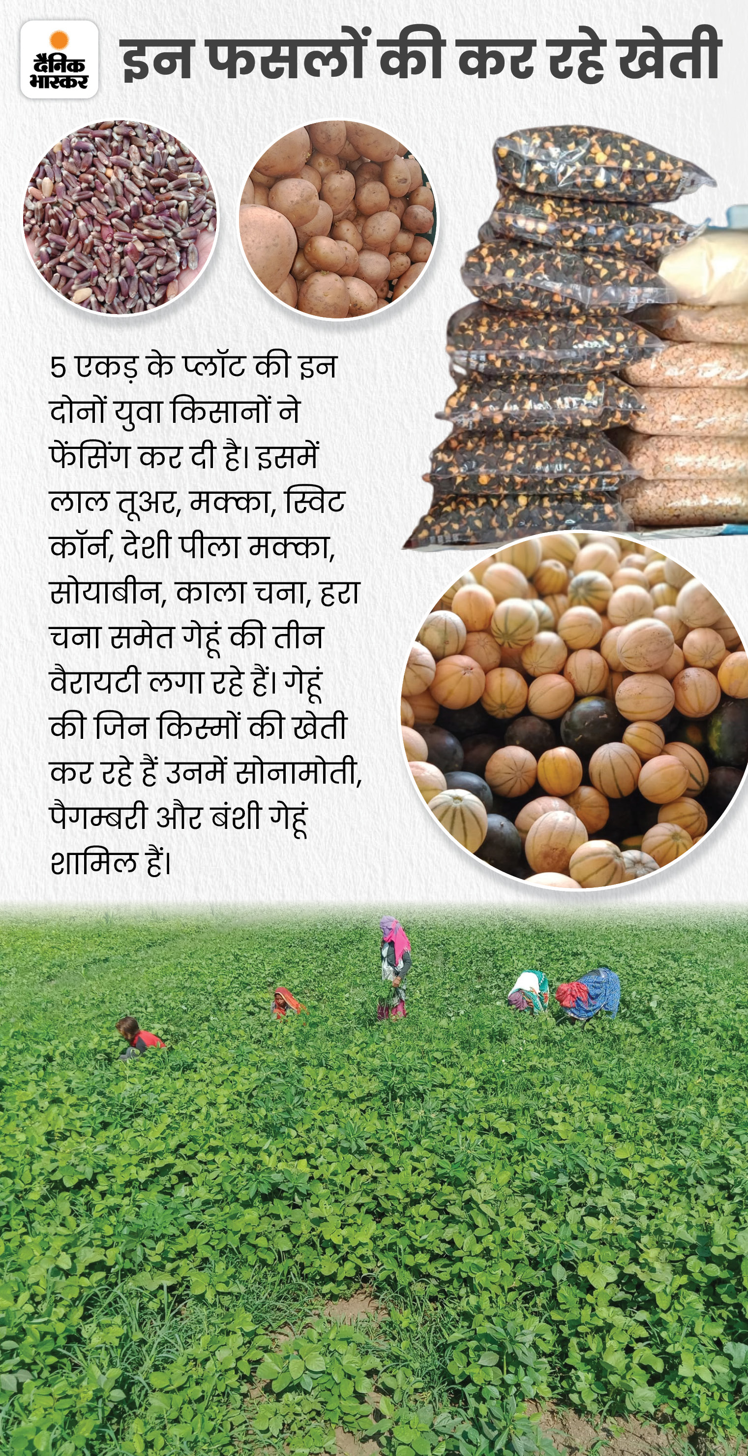 MP Harda Farmer Brothers Success Story; Organic Farming And Its ...