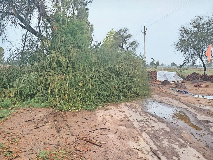 More than 1000 trees and 504 pillars fell in the darkness of the night ...