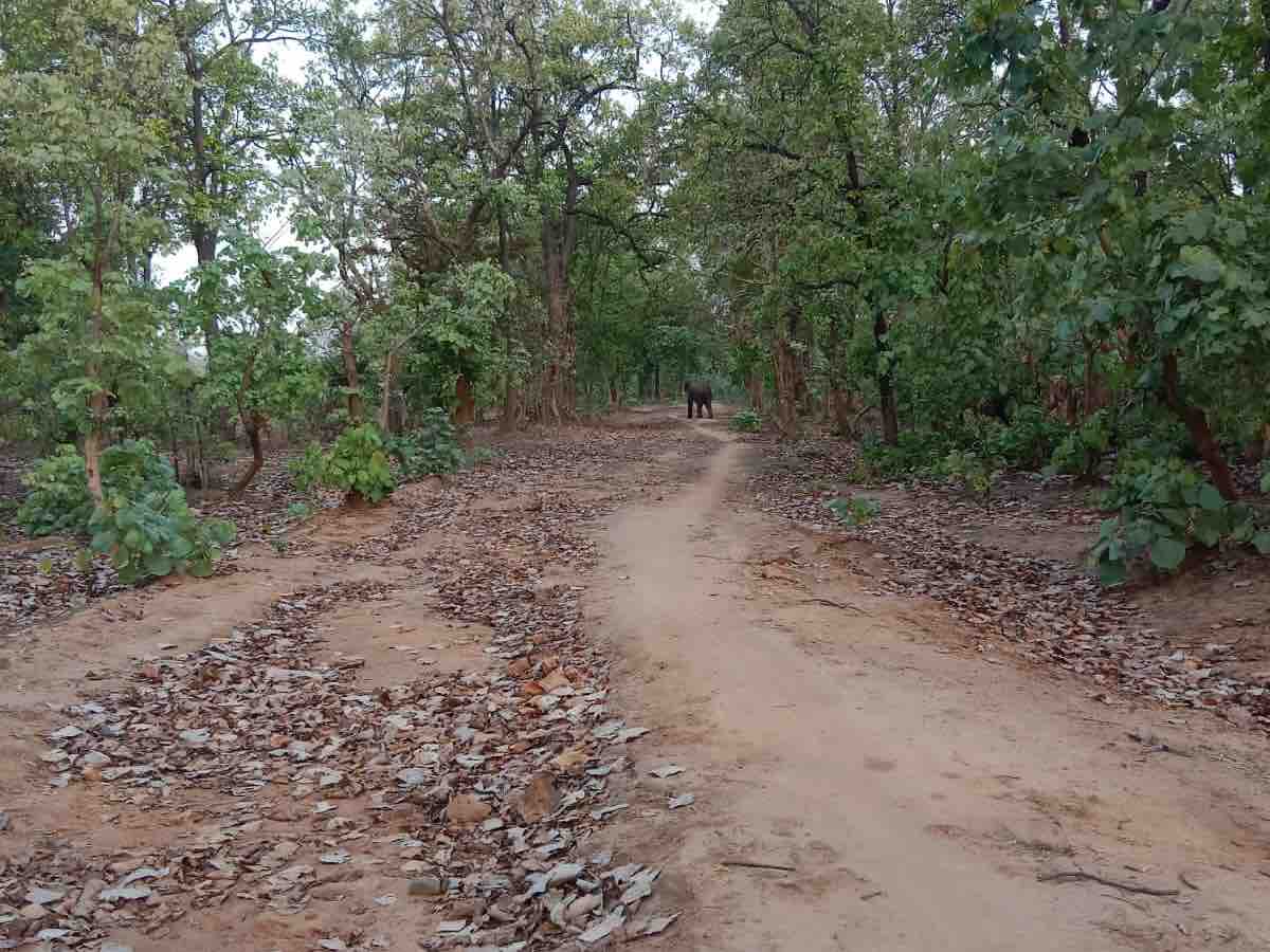 Forest Department issued an alert due to the movement of 6 elephants ...