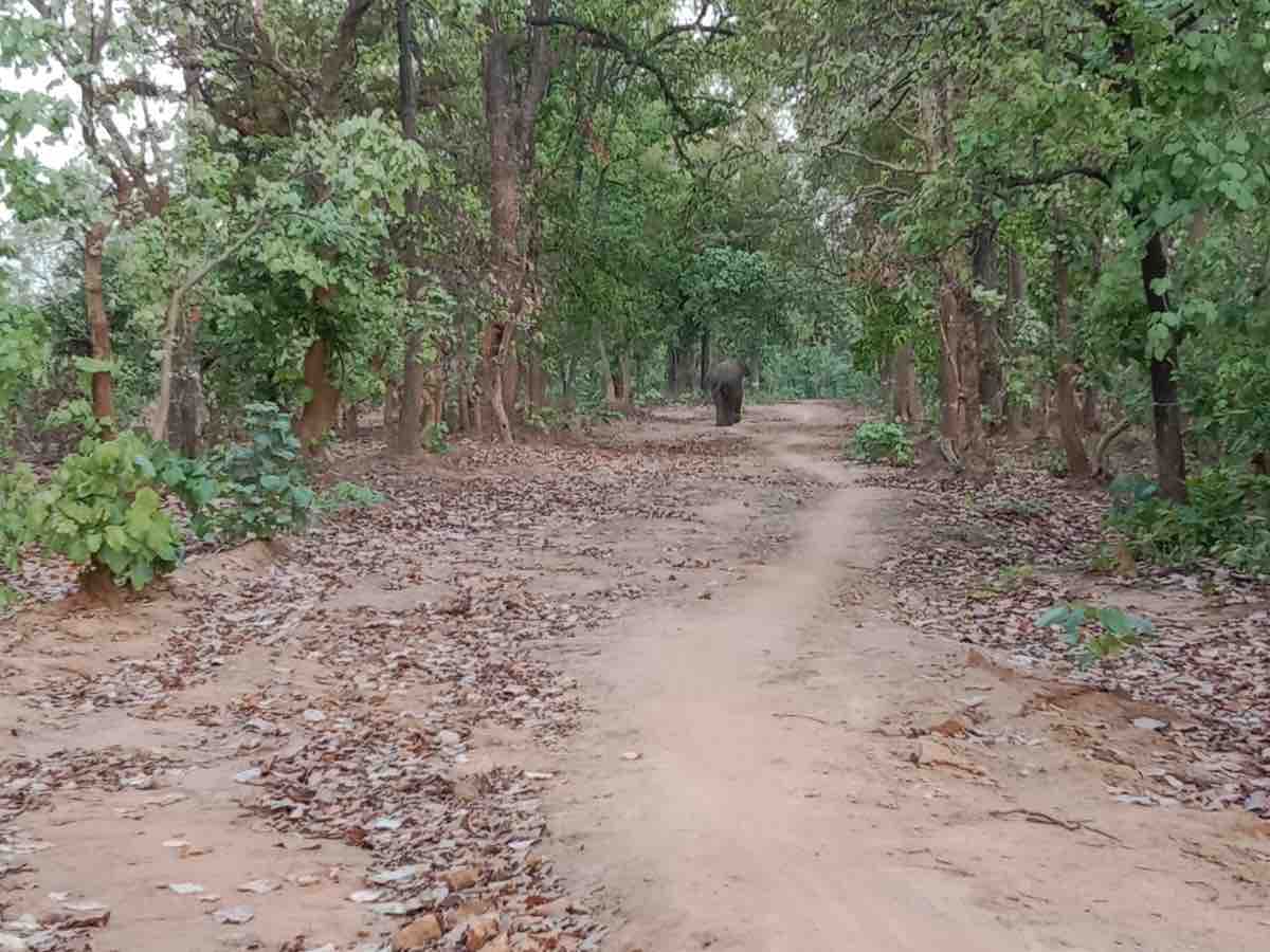 Forest Department issued an alert due to the movement of 6 elephants ...