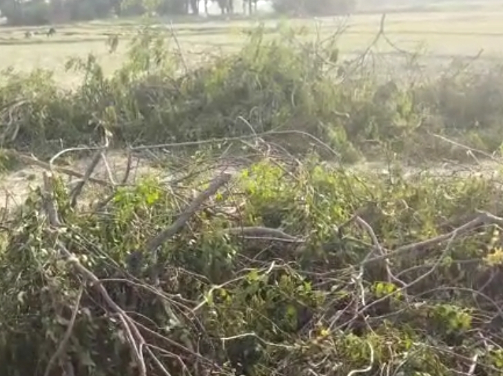 Green trees are being cut down indiscriminately, the forest mafia ...