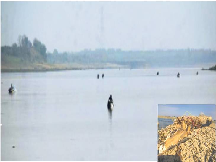 Chambal: A similar picture is seen in the National Chambal Gharial ...