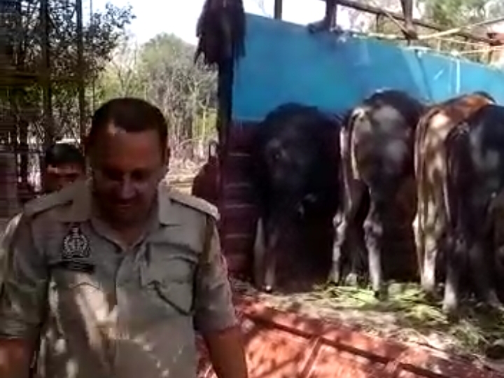 25 cattle recovered, truck seized from Gopiganj area, action taken ...