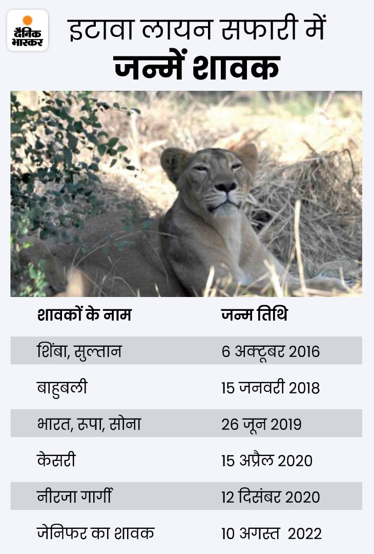 3 year old lion got paralysis, doctors called from many districts ...