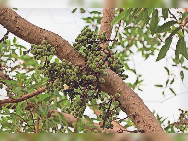 The fruits planted on Dumar trees in Vananchal area are now ripening ...