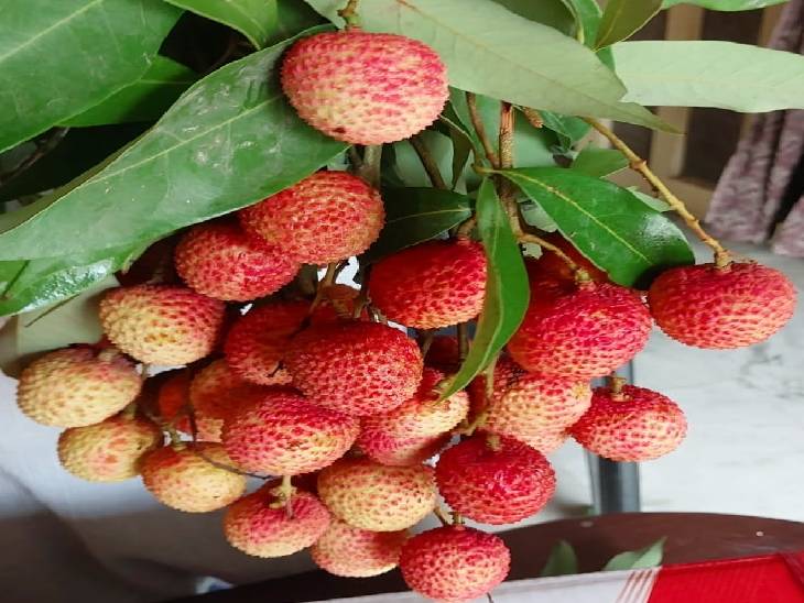 Shahi Litchi reaching Delhi and Bengaluru in 5 to 6 hours by plane ...