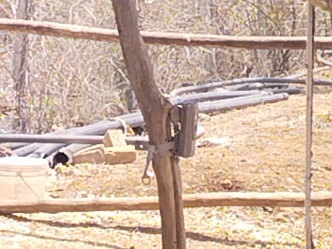 Killed the calf tied in the field, the watchman left work in panic