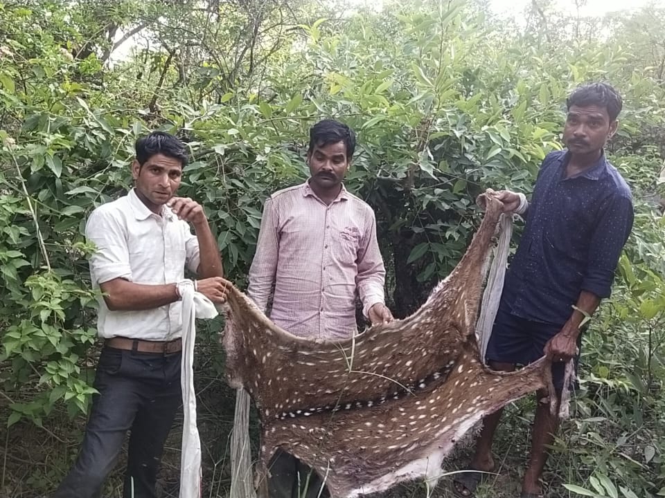 Four accused arrested; Chital skin and 3 kg meat seized | पालतू कुत्तों ...