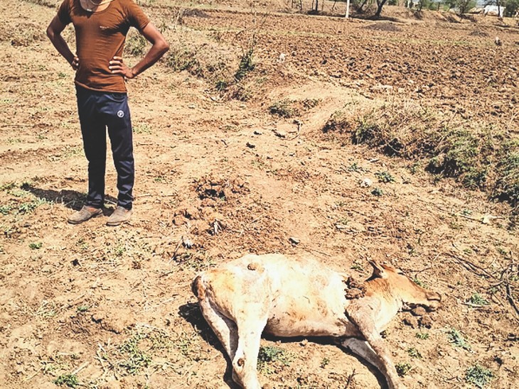 Dead body of dead cattle from Lumpi was left in the open, copy was ...
