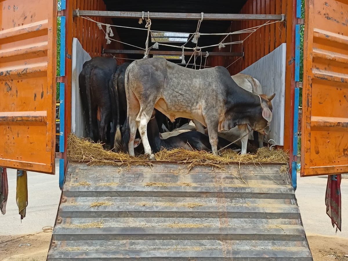 28 cattle recovered from container vehicle, dozens of cases of cattle ...