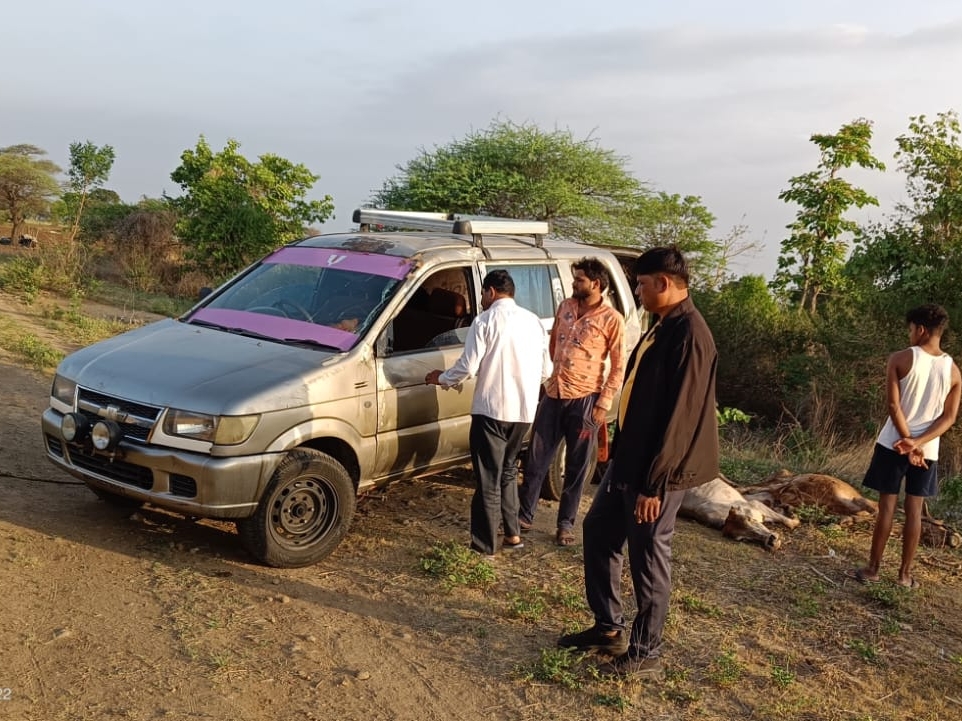 Accident in Pattan of Multai police station area, seven cows died ...