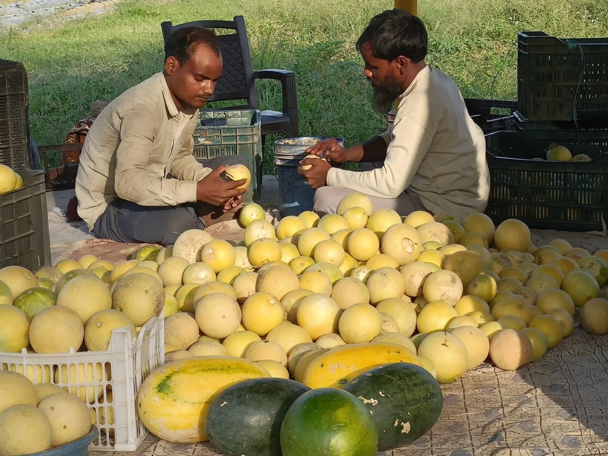 Identification of area made of watermelon and melon of yellow, red ...