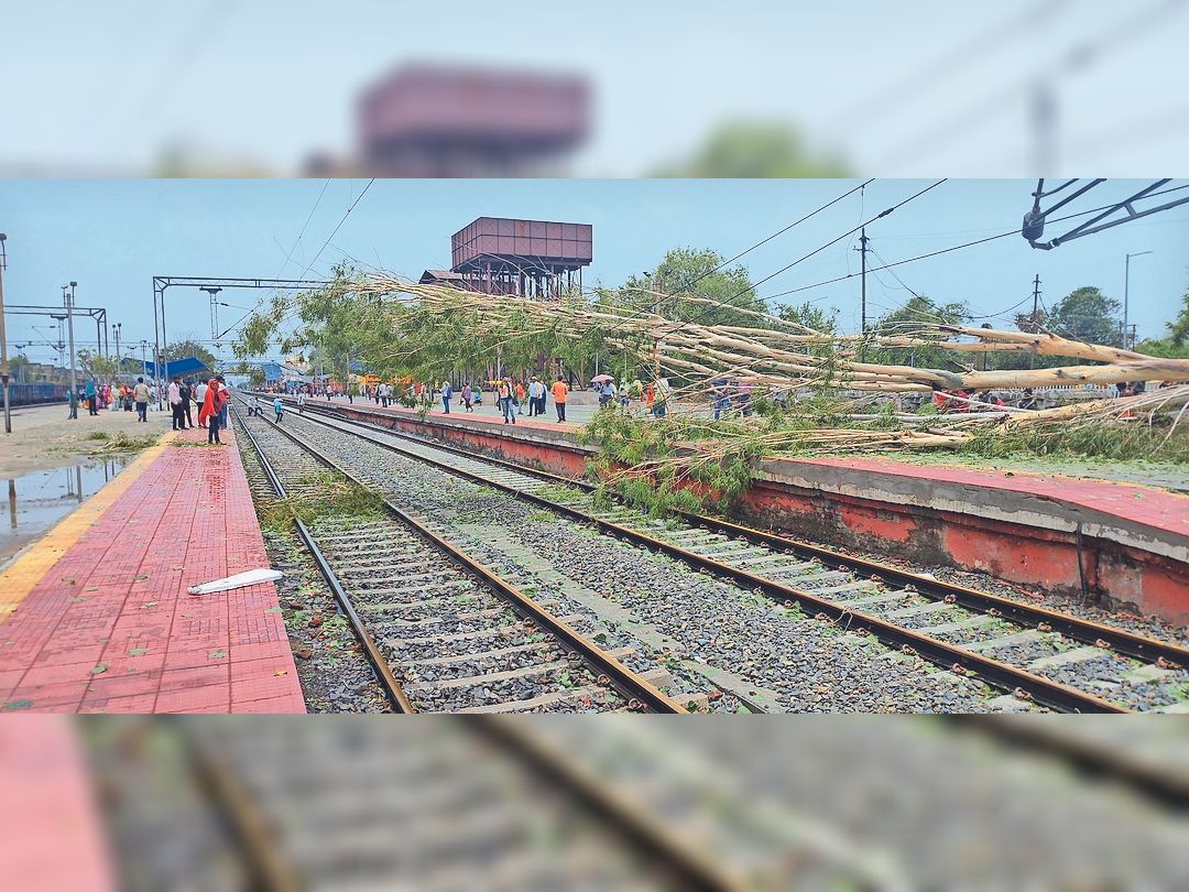 50 feet tall eucalyptus tree fell on the overhead wire of Garhwa Road ...