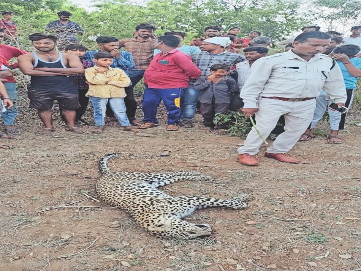 Leopard found dead, marks of injury on head, fear of murder due to ...