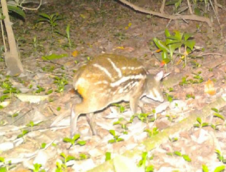 Mouse Deer Trapped In Camera Weighs 3 Kg | કાંગેર વેલીમાં જોવા મળ્યું ...