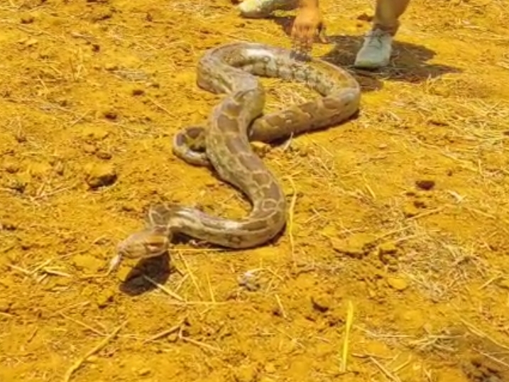 Goat was seen sitting chained in Kali Pahari village, snake friend did ...