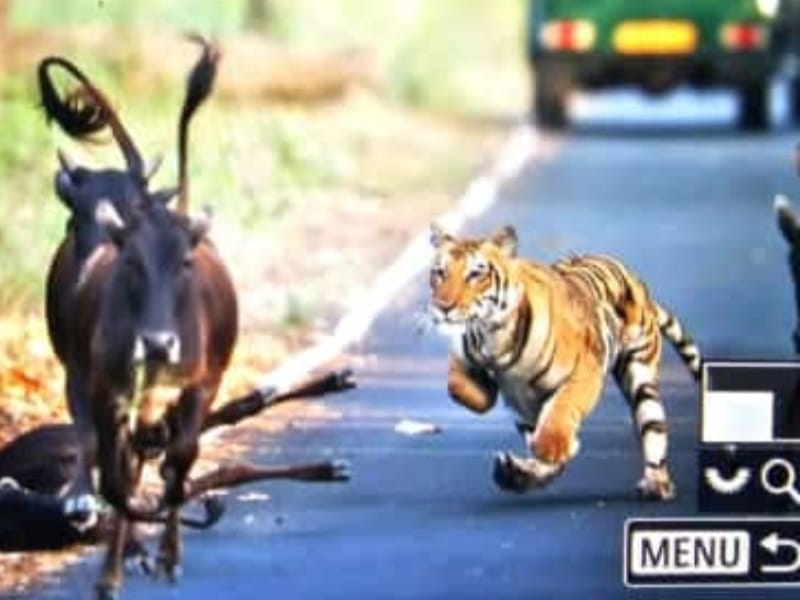 Tiger Attack COW | Pilibhit Tiger Reserve Viral Video | टाइगर के अटैक ...
