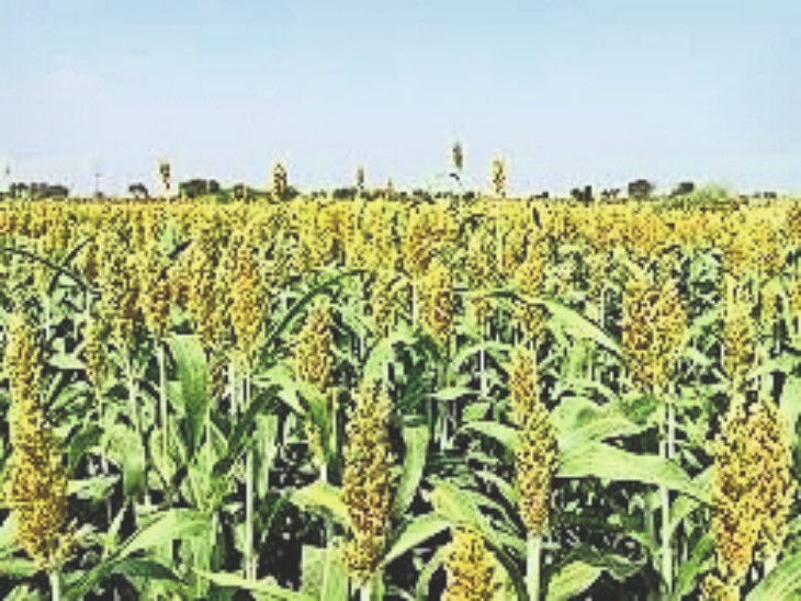 Seeds will be available at 50 percent subsidy for the cultivation of ...