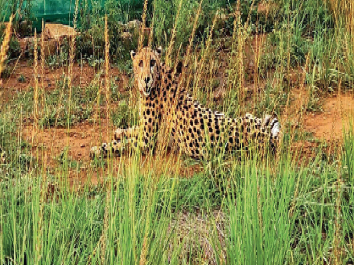 See female cheetah Nabha for the first time, talk of getting pregnant ...