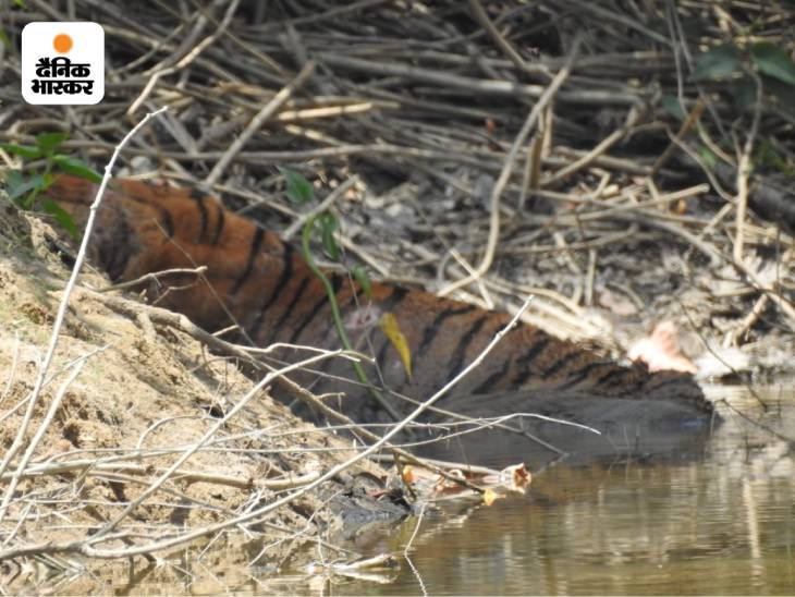 Tiger Death; Kanha Tiger Reserve's Bagh Died Due To Injury In Balaghat | जख्मी मिले टाइगर की मौत ...