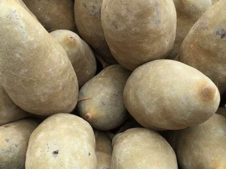 Geo tagging of Khorasani tamarind tree started on World Environment Day ...