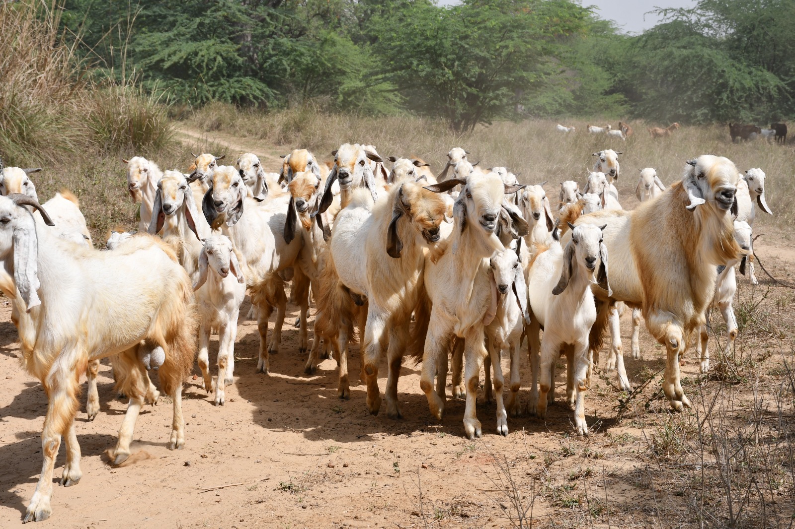 Hema Malini became the brand ambassador of the Central Goat Research ...