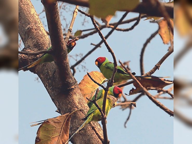 Desi parrots including Hiraman, Karan are in abundance here | यहां की ...