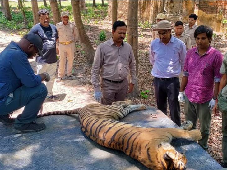 Two tigers died in three days; Forest Department sent the dead body for ...