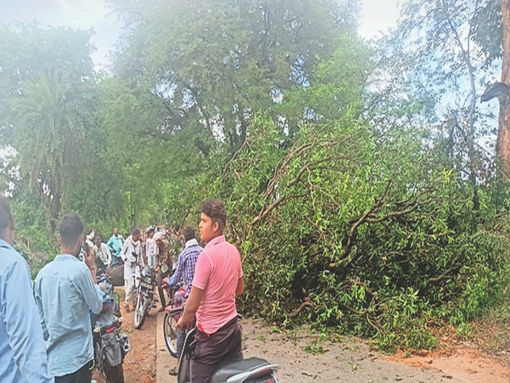 Half an hour of rain with storm in Chicholi, Amla, trees fell, tins of ...