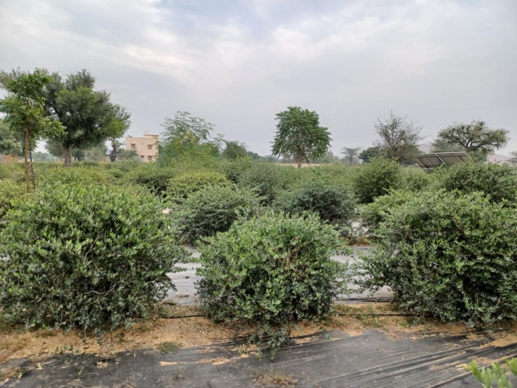 Jojoba Farming Profit; Rajasthan Lakhpati Farmer Success Story | Sikar ...