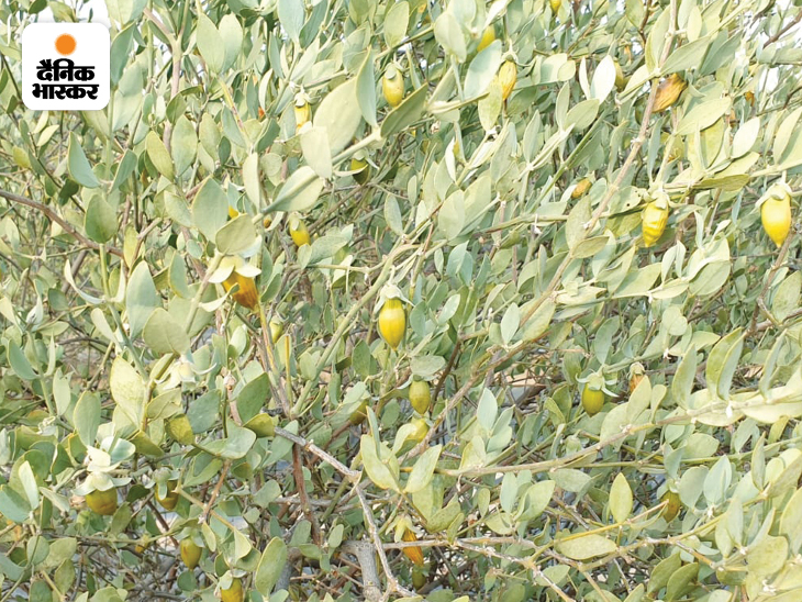 Jojoba Farming Profit; Rajasthan Lakhpati Farmer Success Story | Sikar ...