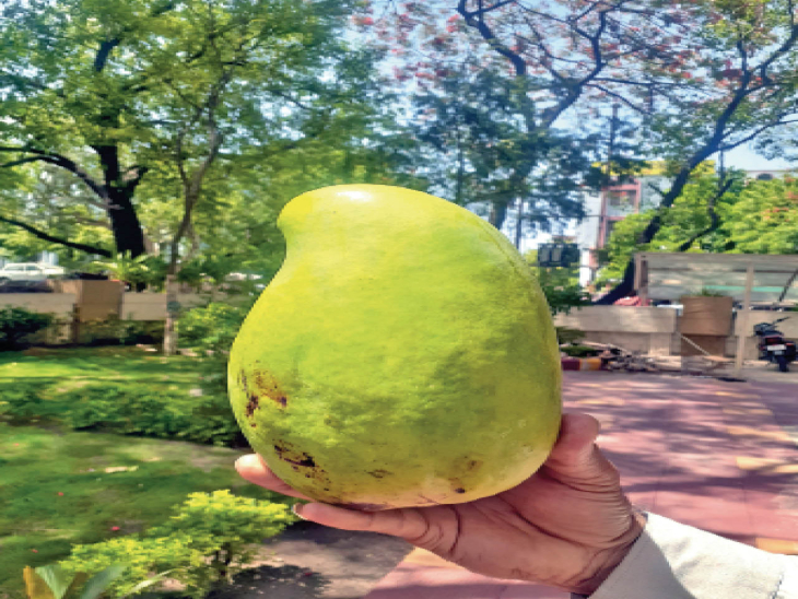 Noorjahan mangoes of two and a half kilos, its booking is done in March ...