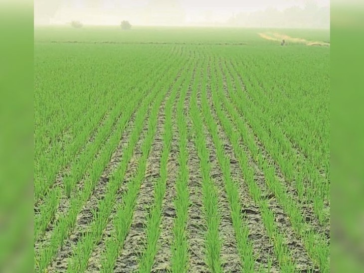 Farmers registered 49 thousand acres more than the target for direct ...
