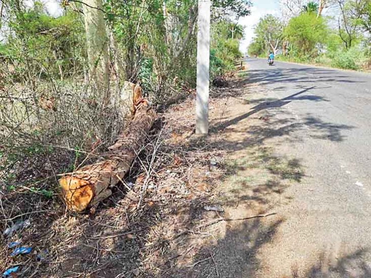 Trees disappeared due to the indifference of the Forest Department and Revenue Department | पेड़ ...