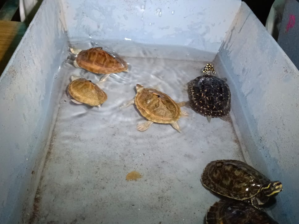 14 wild turtles of extinct species seized; Dabish given in 3 centers ...