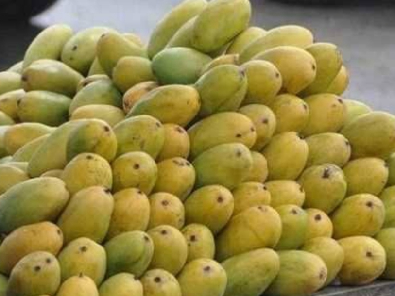 भारत के पांच राज्यों से मनावर में 14 प्रकार के अलग-अलग वैरायटियों के आम ...