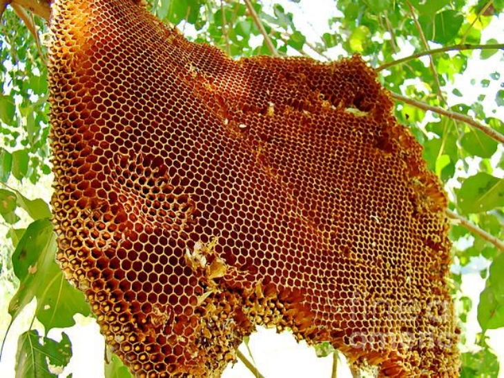 Honey Bee Nest Structure (US University Research) | घर बनाने के साथ ...