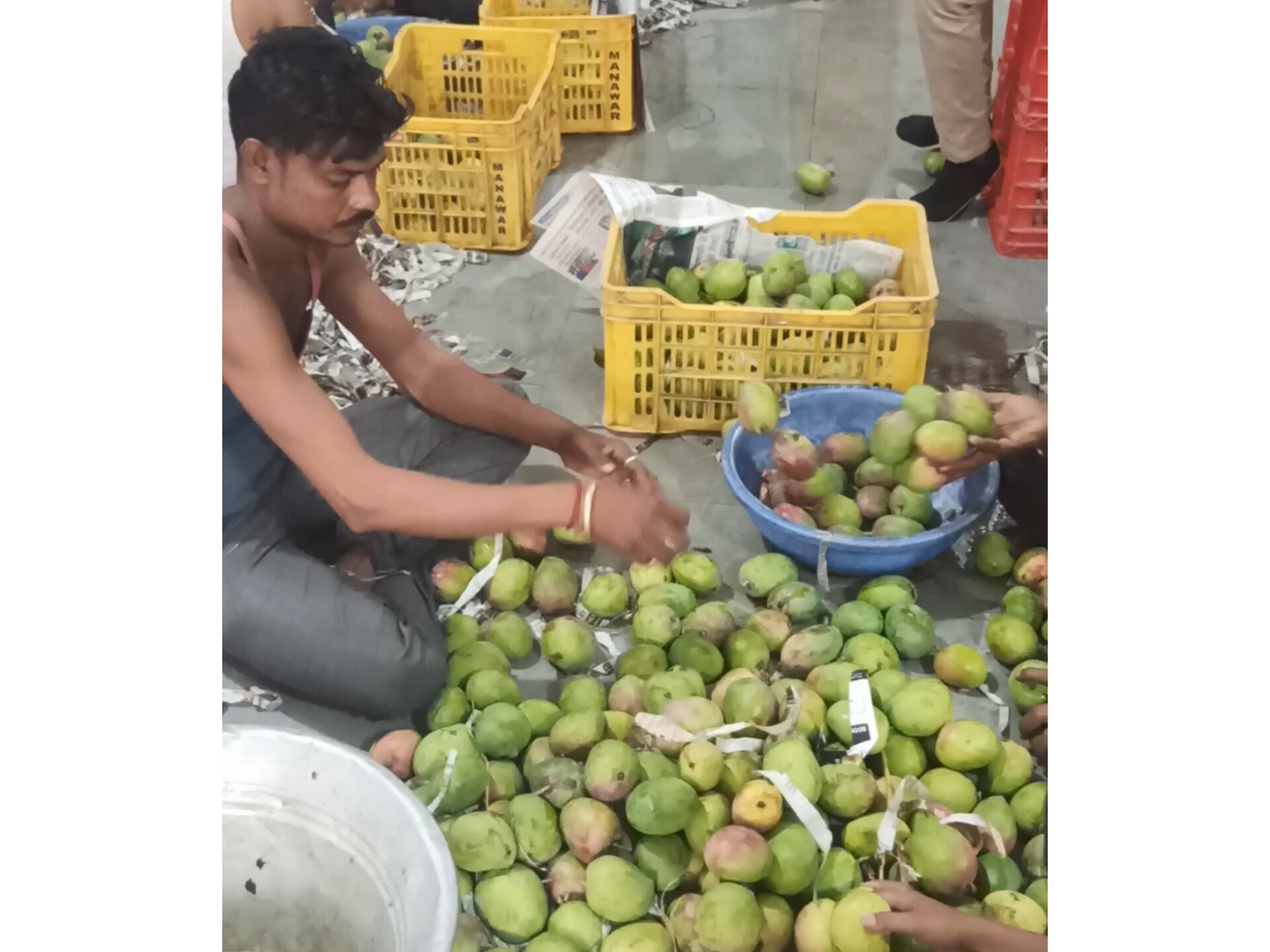 Bumper arrival of 14 different varieties of mangoes in Manawar from ...