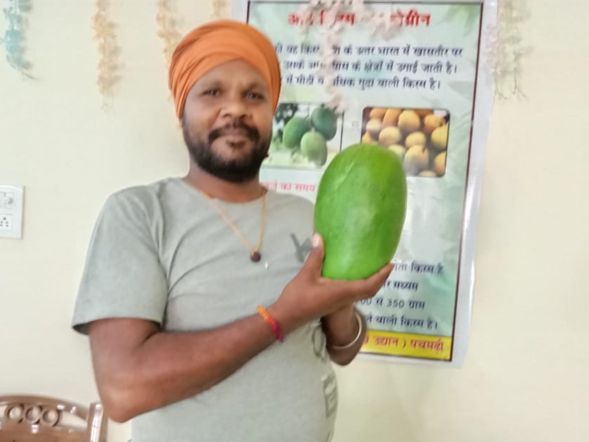 Varieties of mangoes brought a mango of Malgowa variety weighing 1 kg ...