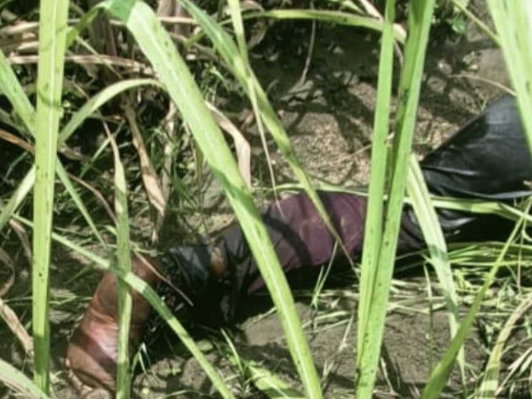 Dead body found in sugarcane field in Pipariya Khati, identified by clothes, police is probing ...