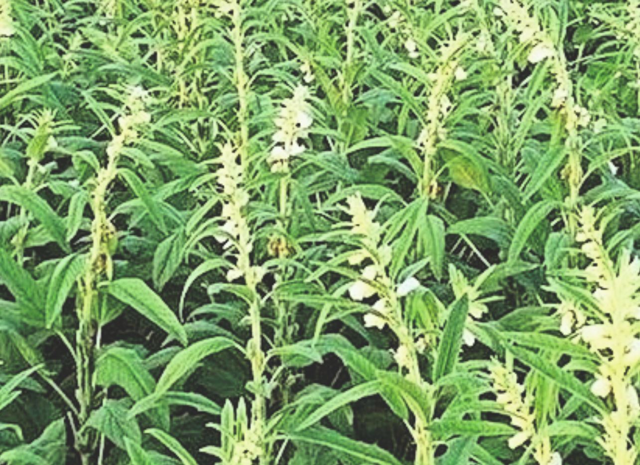 Agriculture department will encourage farmers for sesame cultivation ...