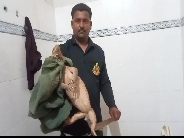 Rajasthan Goyra Rescue Operation Video; Monitor Lizard Found In Kota ...