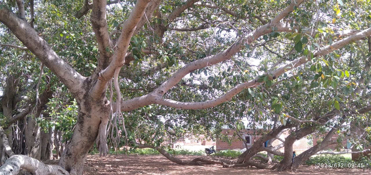 Gola: 100 years old banyan tree spread over 1 acre | गोला: 1 एकड़ में ...