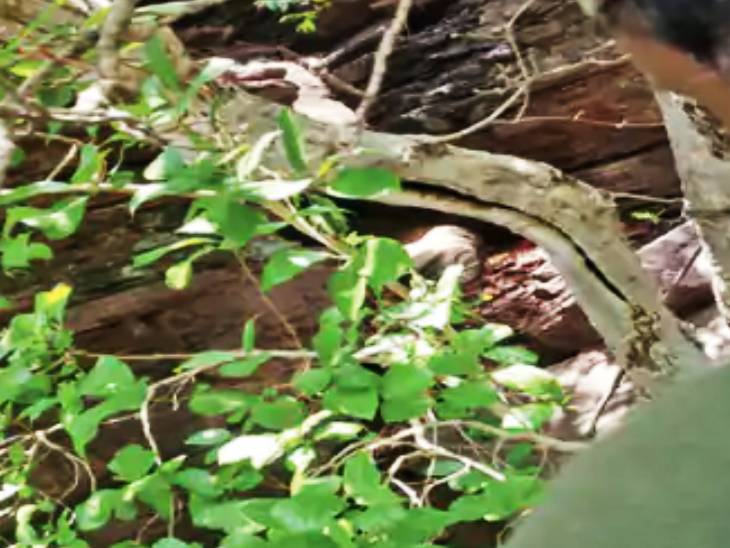 Tiger Death Case | Nauradehi Wildlife Sanctuary Tiger Kishan Found Dead
